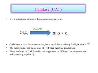 Reactive Oxygen Species | PPTX