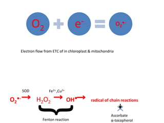 Reactive Oxygen Species | PPTX
