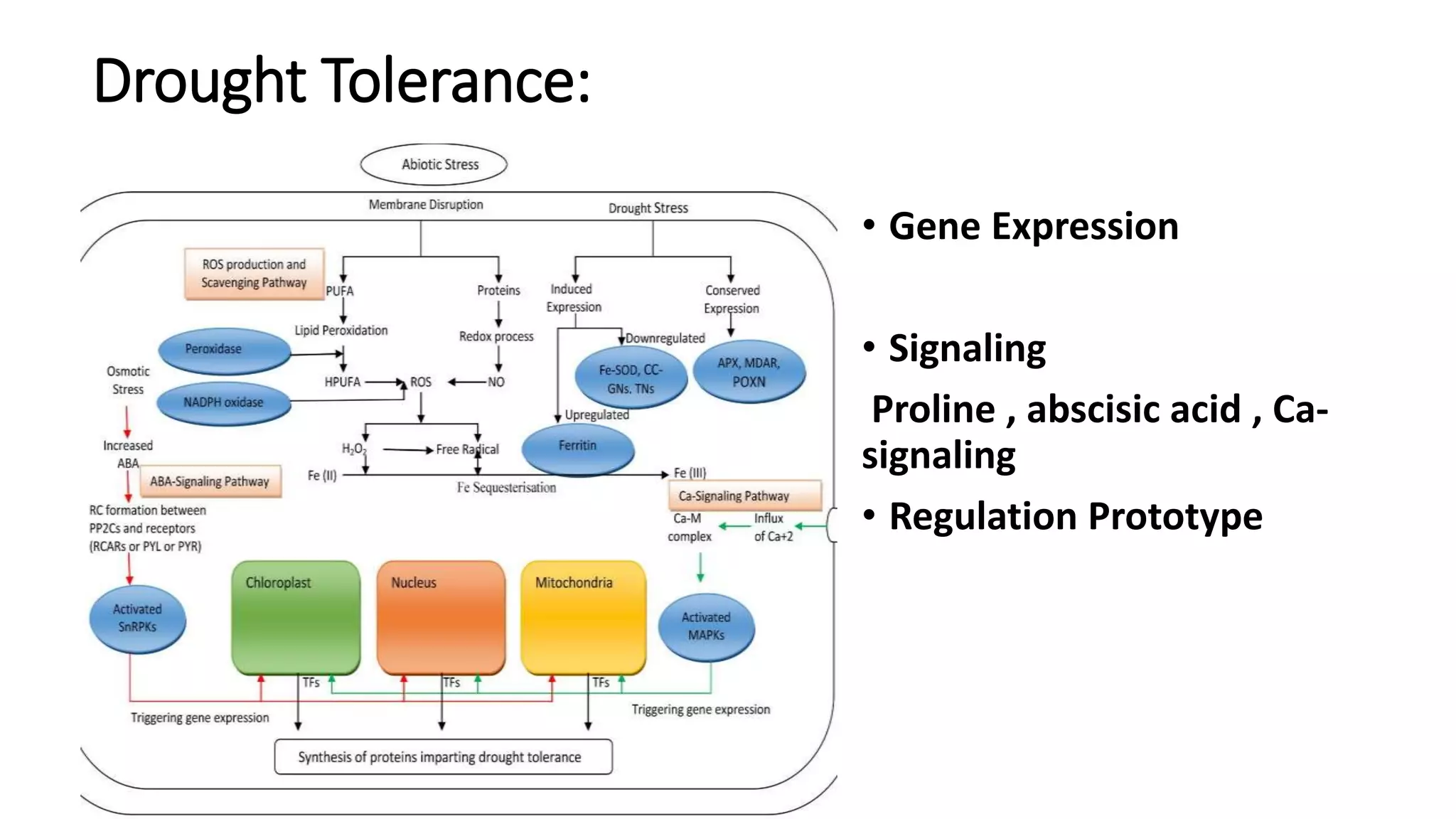 Redox and ionic homeostasis regulations against oxidative, salinity and ...