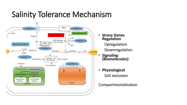Redox and ionic homeostasis regulations against oxidative, salinity and ...