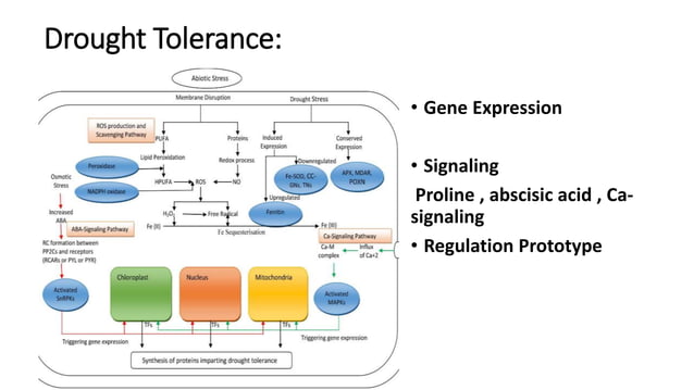 Redox and ionic homeostasis regulations against oxidative, salinity and ...