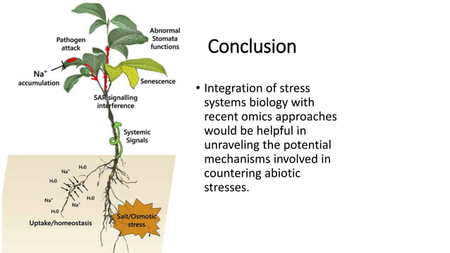 Redox and ionic homeostasis regulations against oxidative, salinity and ...