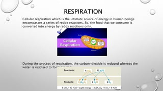 Redox Reaction Examples Everyday Life