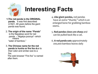 Red panda | PPT