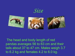 Red panda | PPT