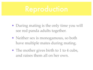 Red panda | KEY | Large Animals | Pets