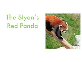 Red panda | KEY | Large Animals | Pets