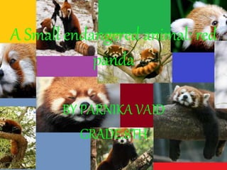 Red panda | PPTX