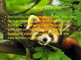 Red panda | PPTX