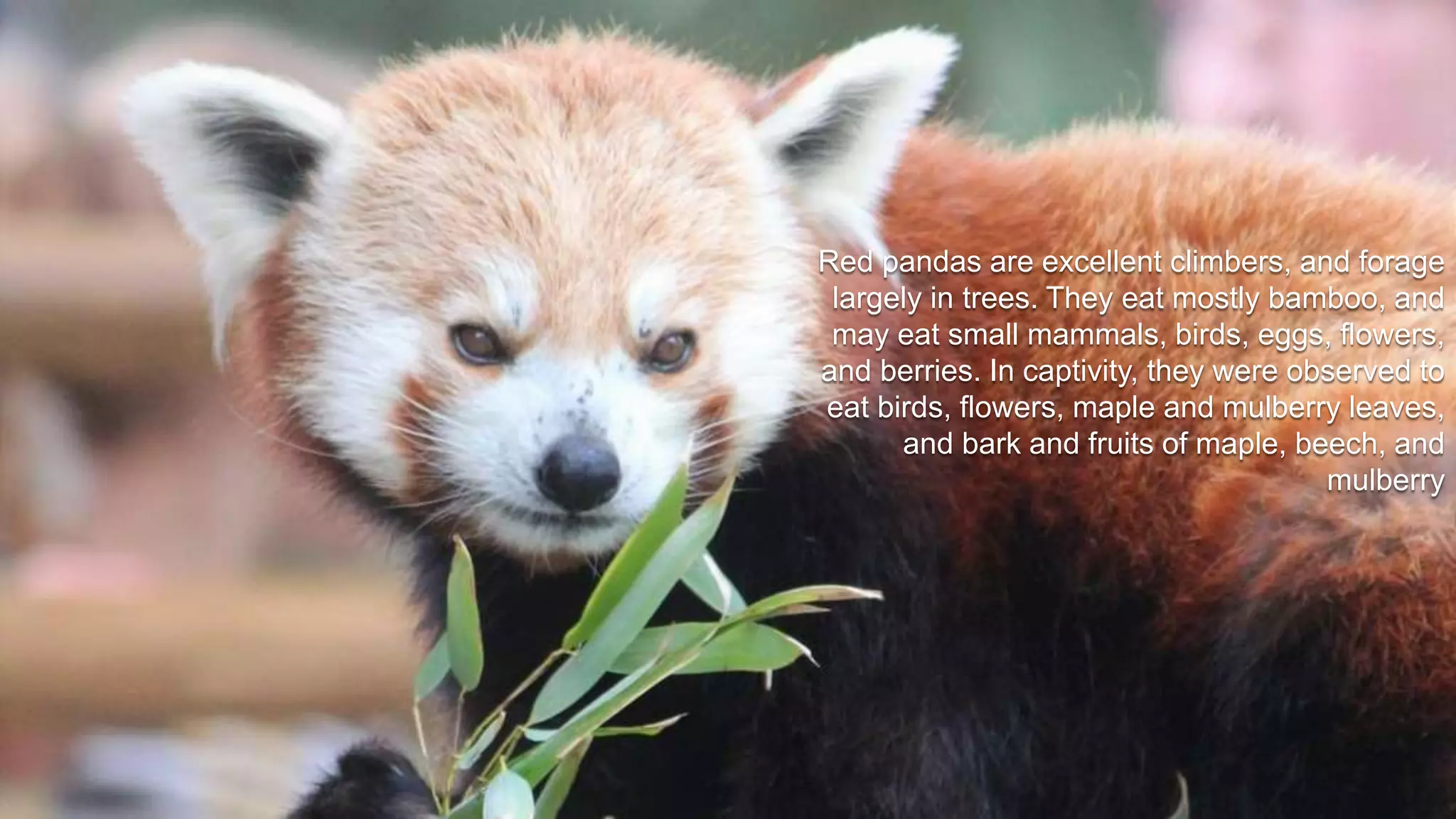 Red panda | PPTX