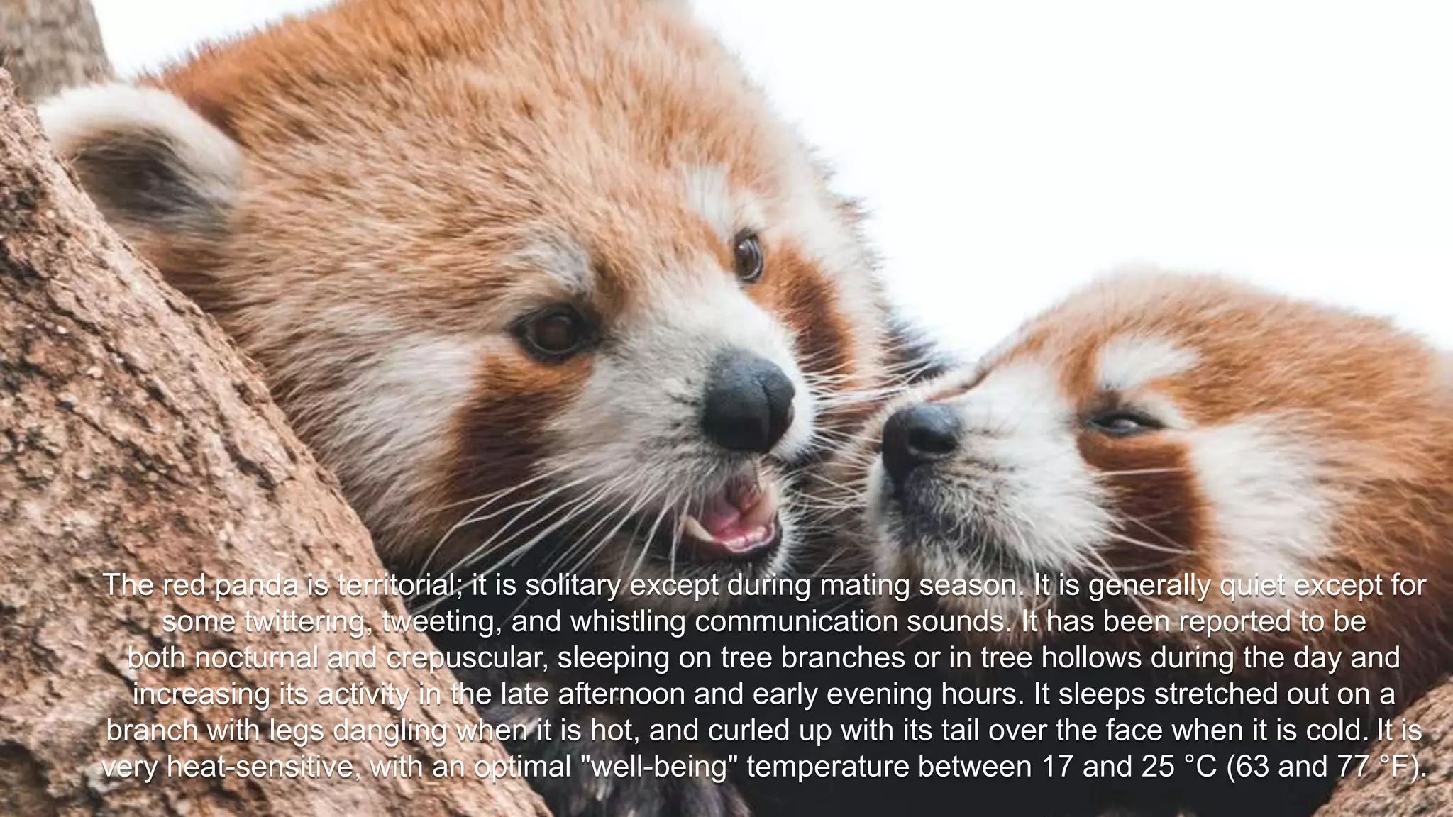 Red panda | PPTX
