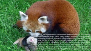 Red panda | PPTX