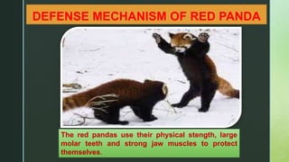 red panda.pptx
