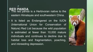 red panda.pptx