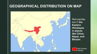 red panda.pptx