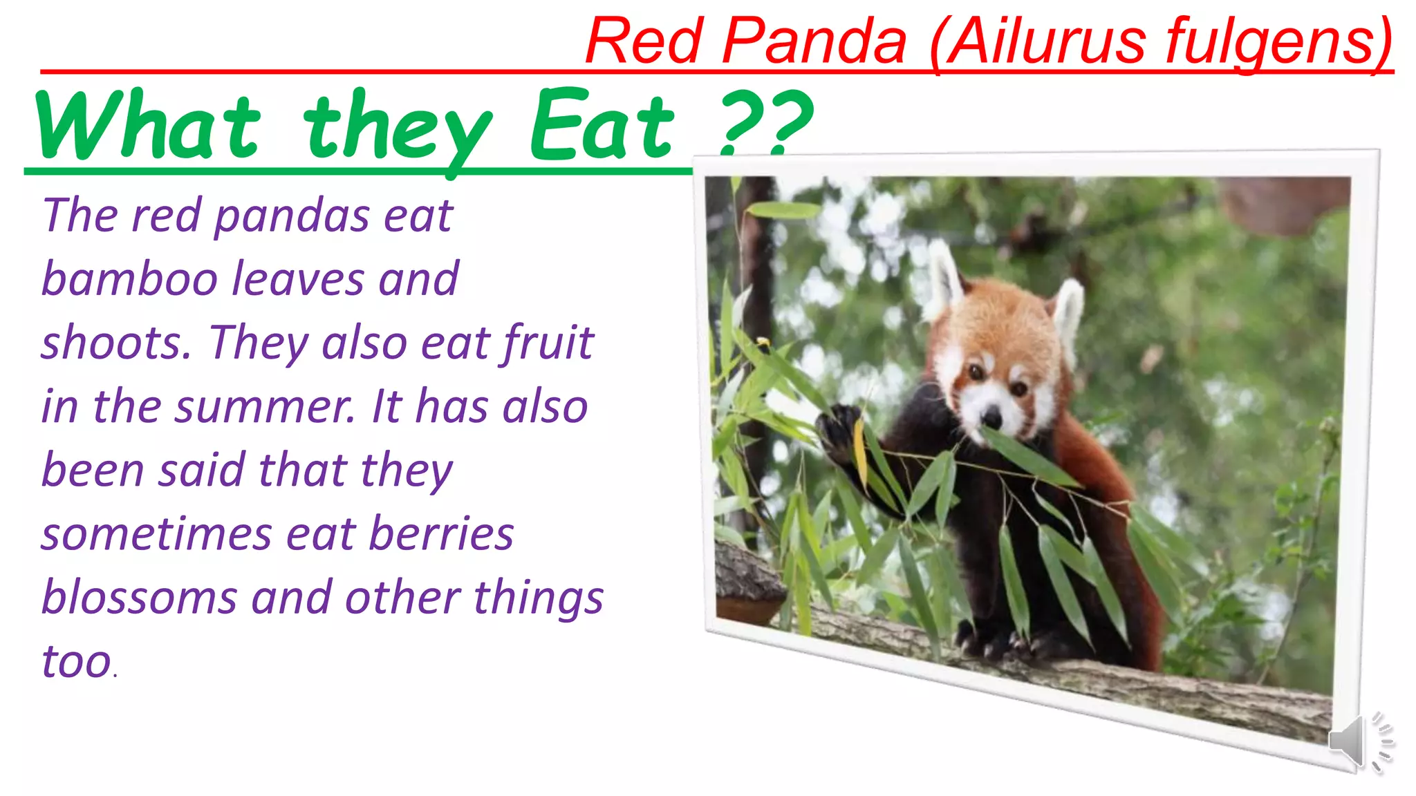 Red Panda2.pptx