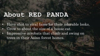Redpanda.pptx