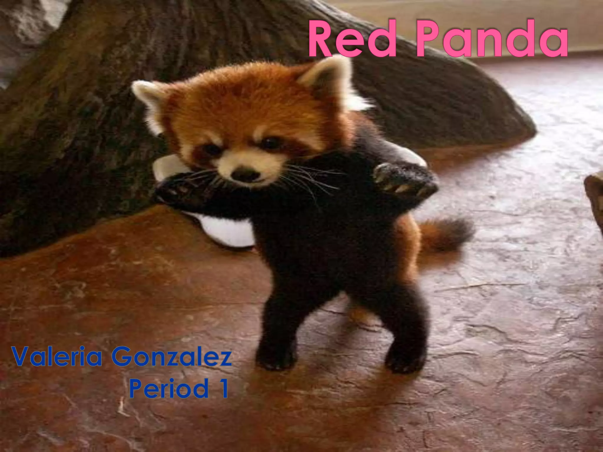 Red panda powerpoint | PPTX