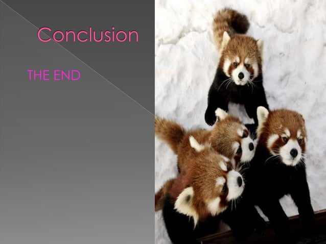 Red panda powerpoint | PPTX | Large Animals | Pets