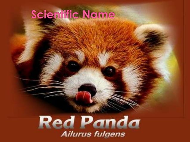 Red panda powerpoint | PPTX | Large Animals | Pets