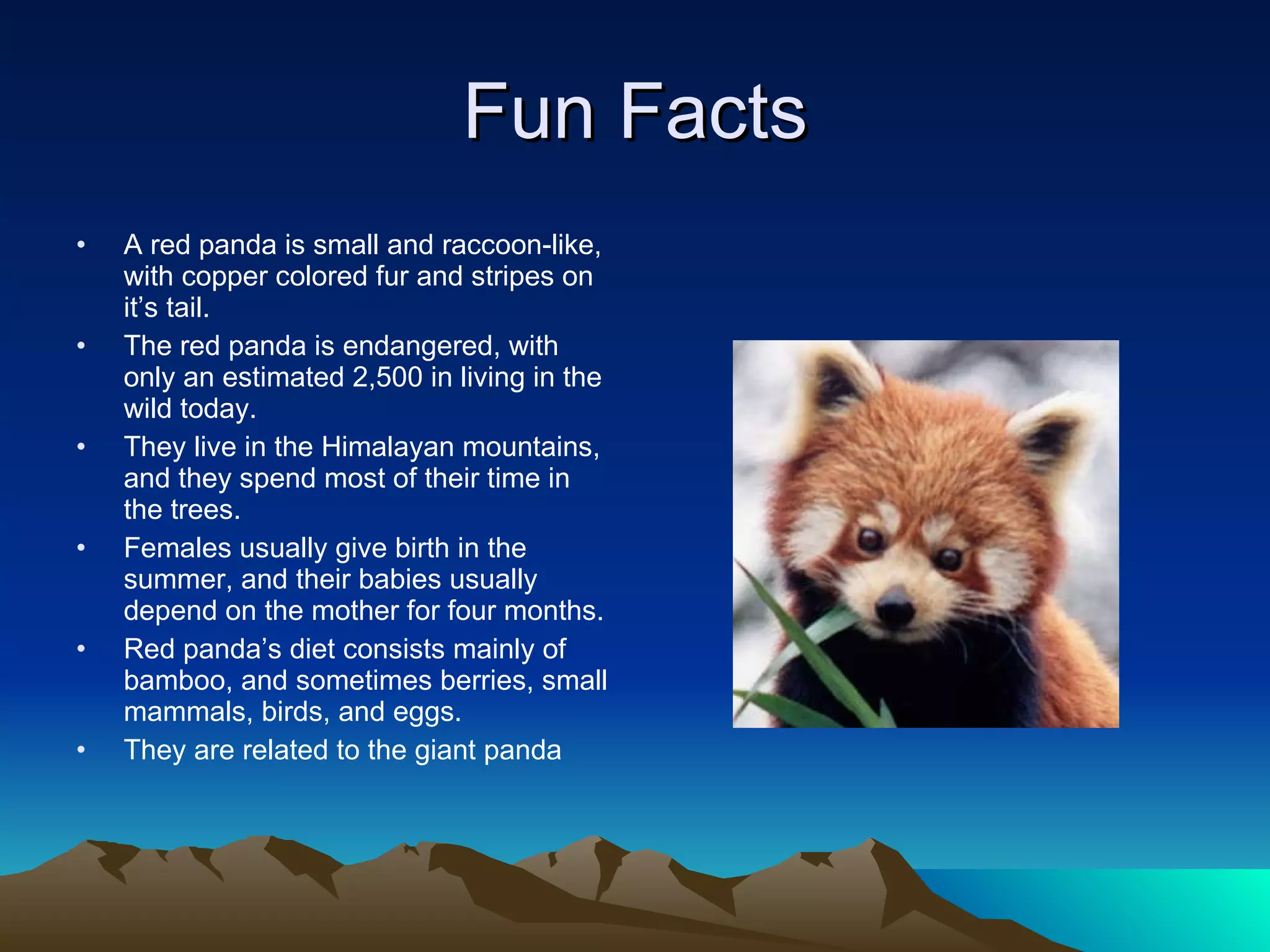 Red panda Chayse Musolf | PPT