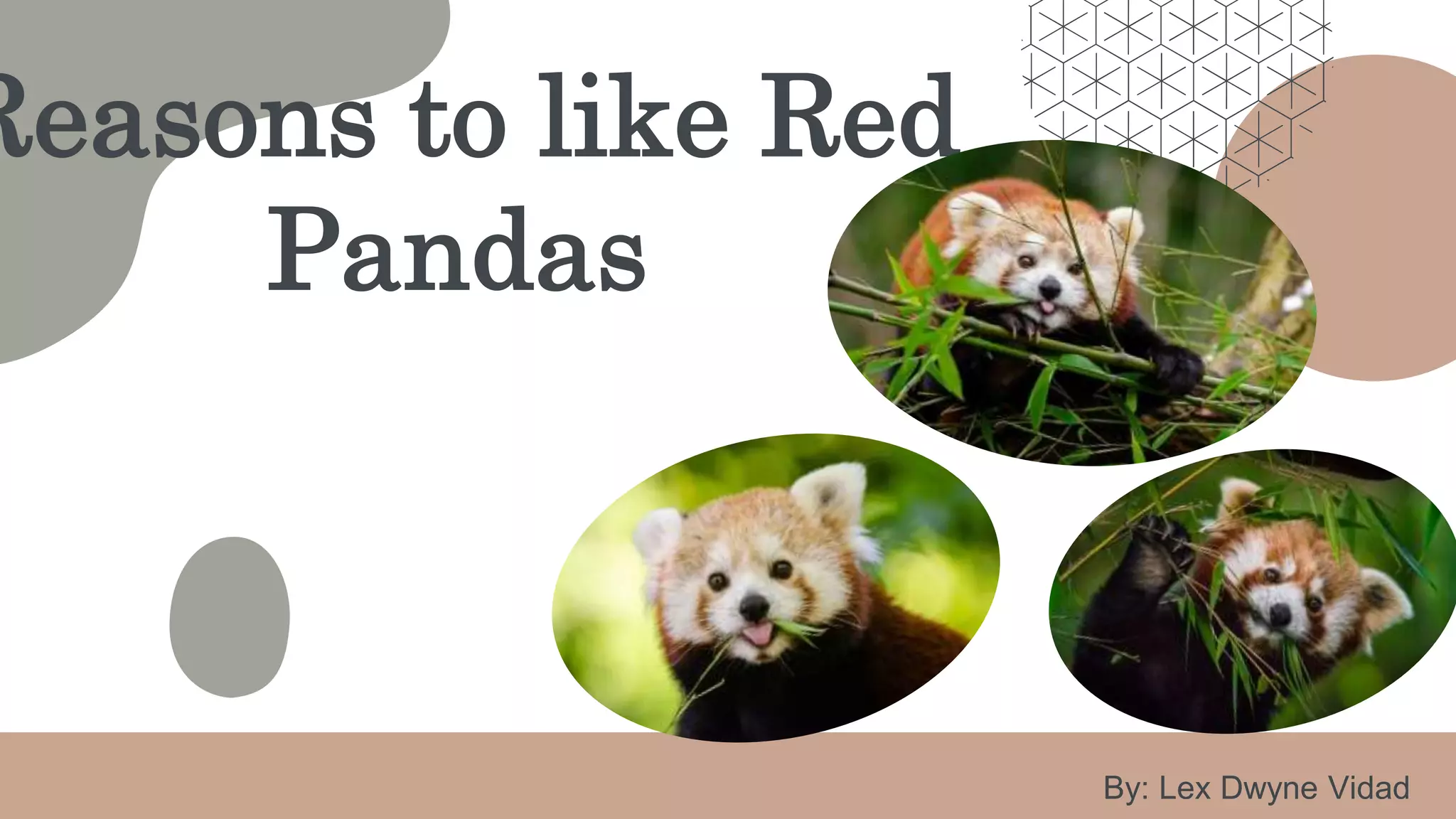 Why you should like Red Pandas | PPT