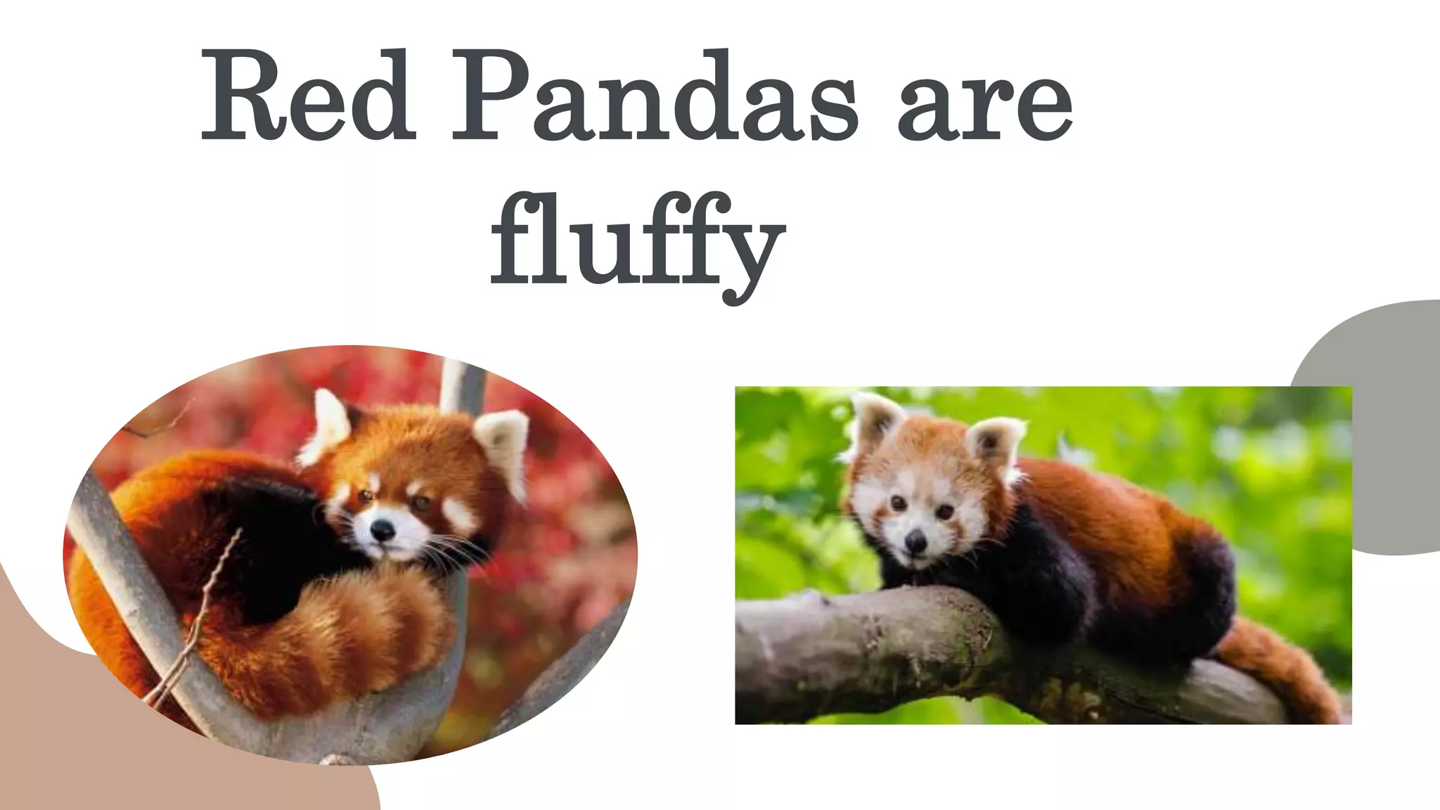 Why you should like Red Pandas | PPT
