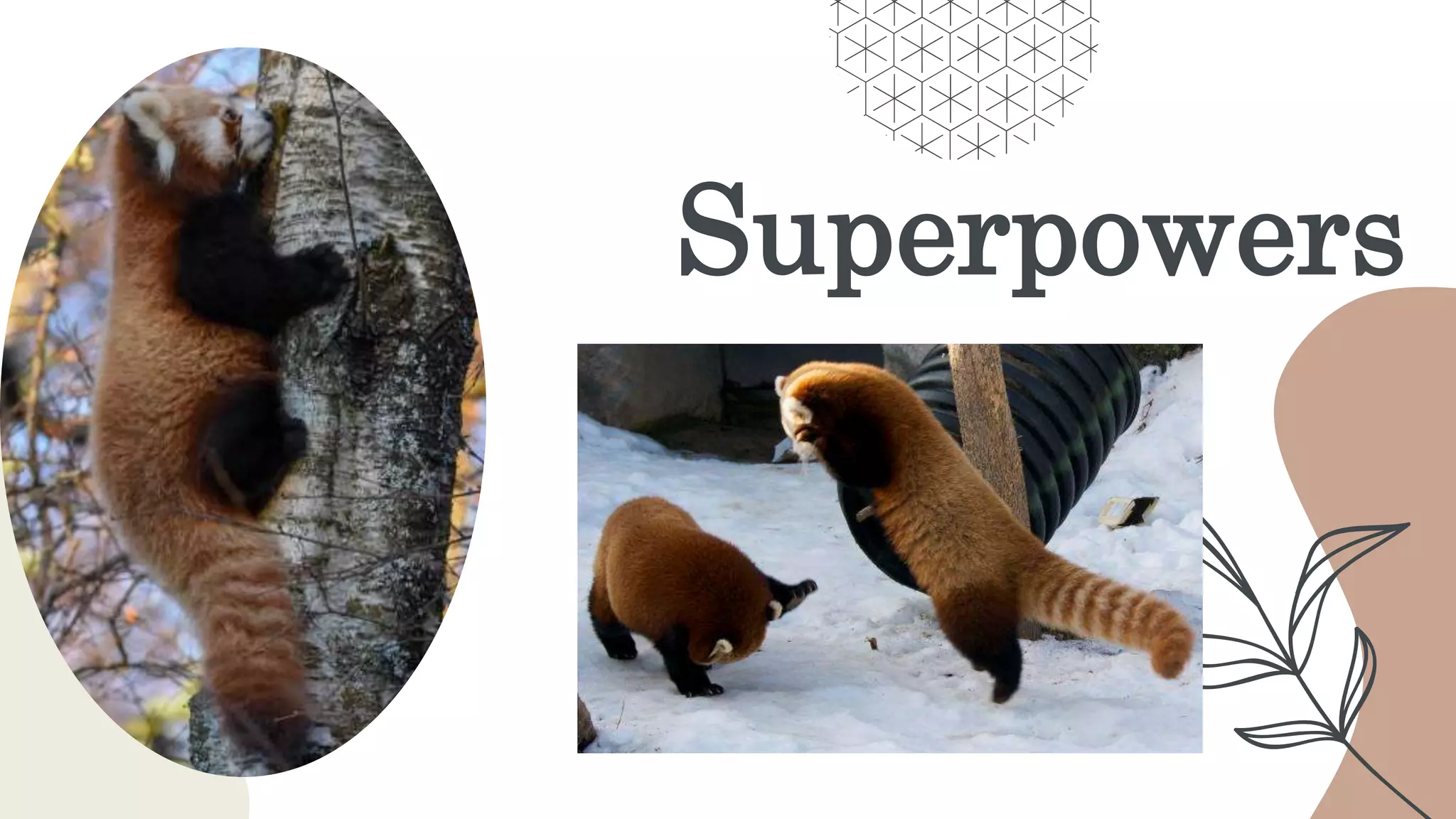 Why you should like Red Pandas | PPT
