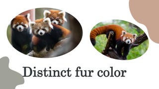 Why you should like Red Pandas | PPTX