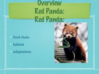Red Panda Food Chain