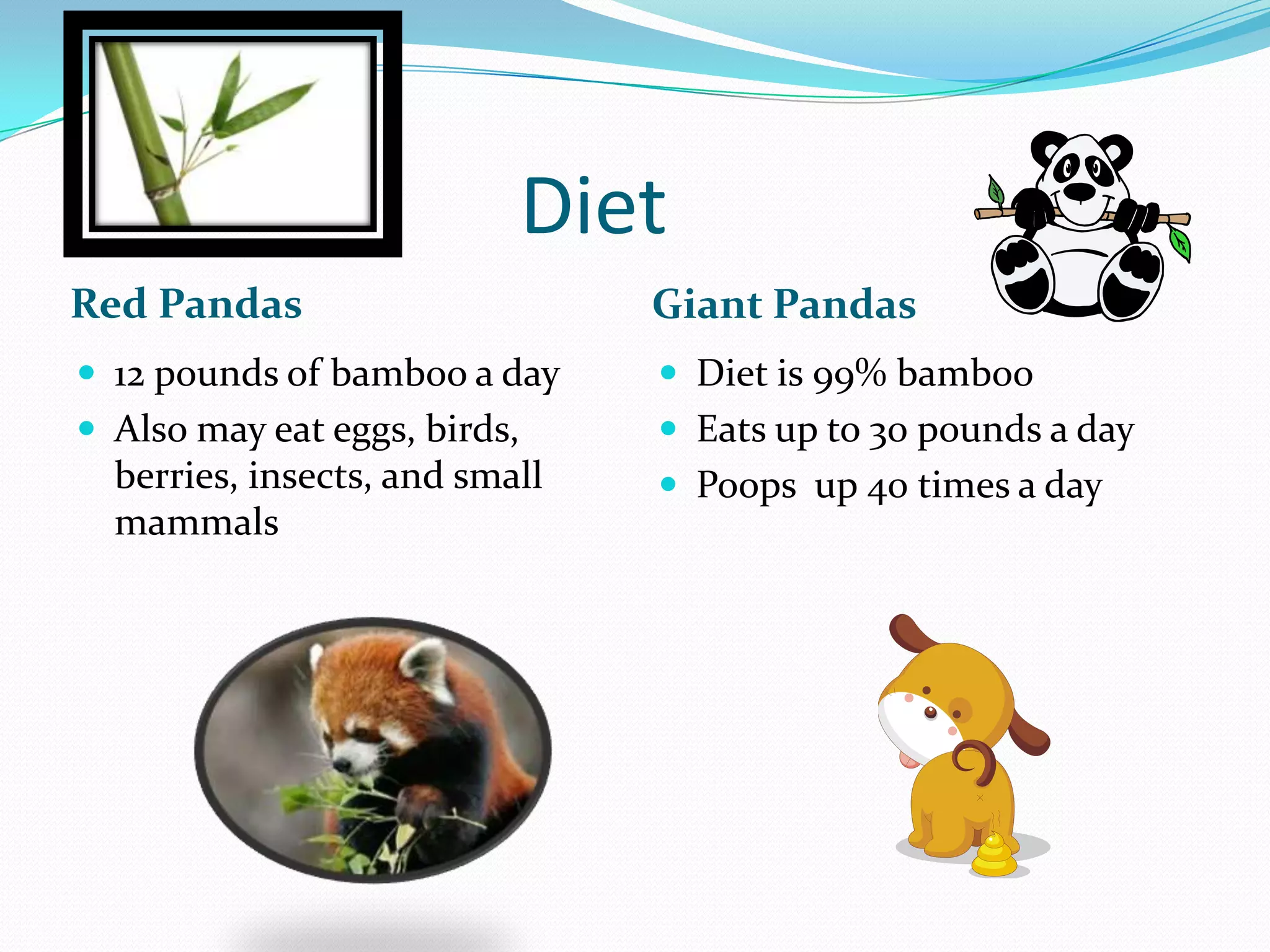 Red pandas and giant pandas | PPT