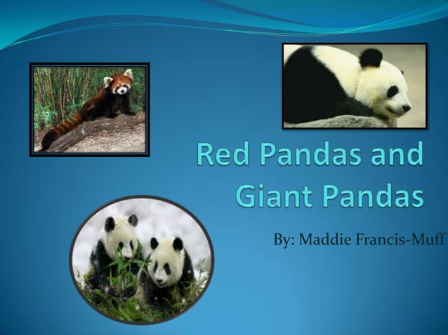 Red pandas and giant pandas | PPT