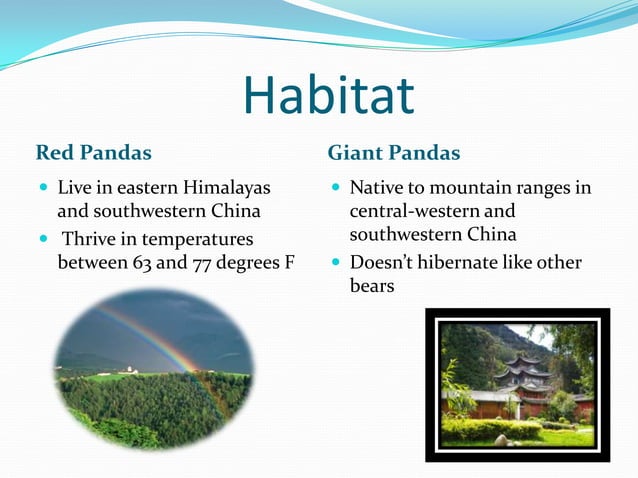Red pandas and giant pandas | PPT