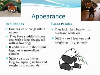 Red pandas and giant pandas | PPT