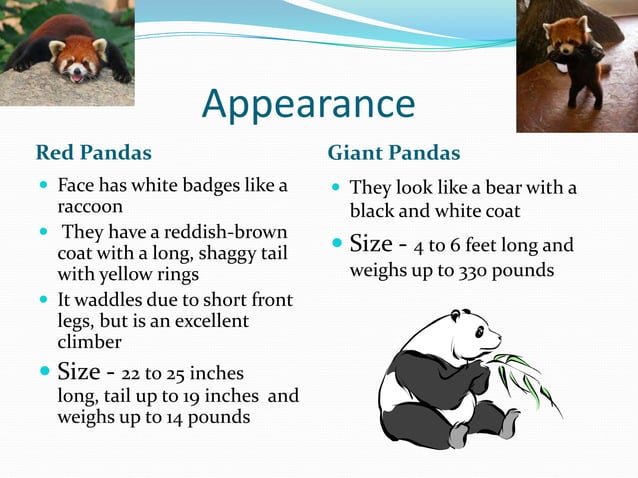 Red pandas and giant pandas | PPT