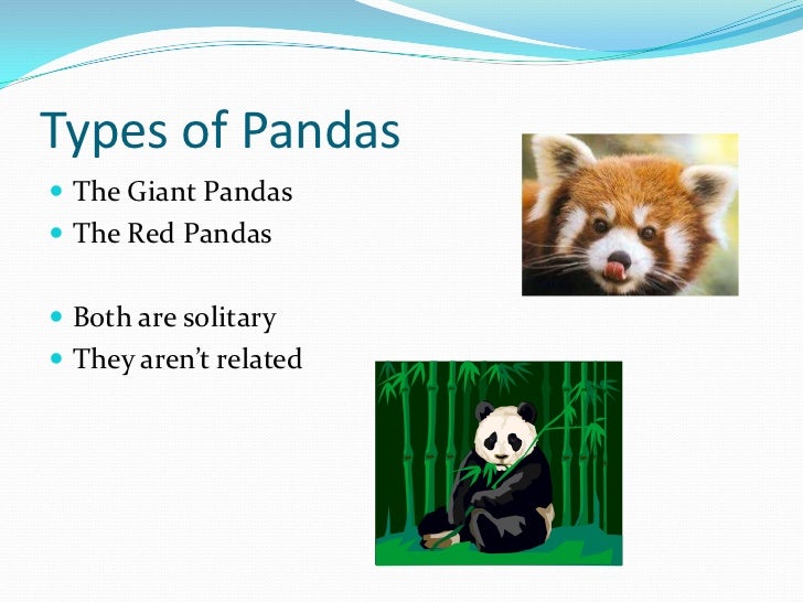 Red pandas and giant pandas