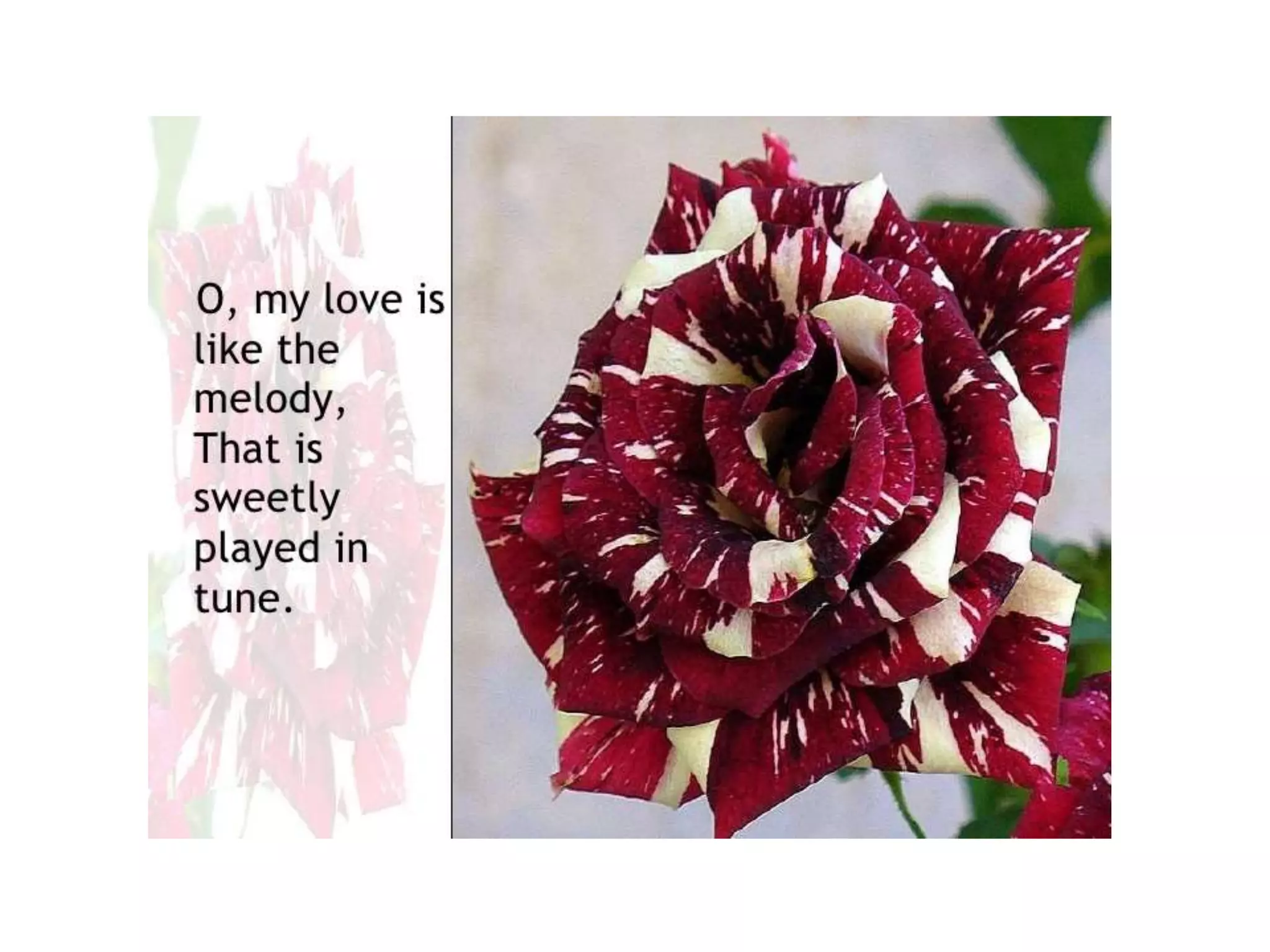 Red red rose poem by Robert Burns (New) | PPTX