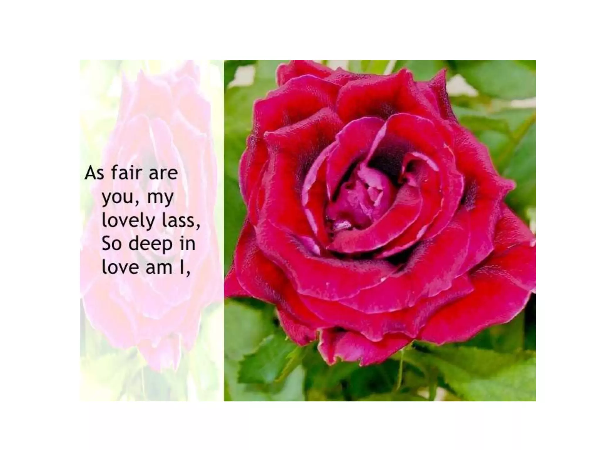 Red red rose poem by Robert Burns (New) | PPTX