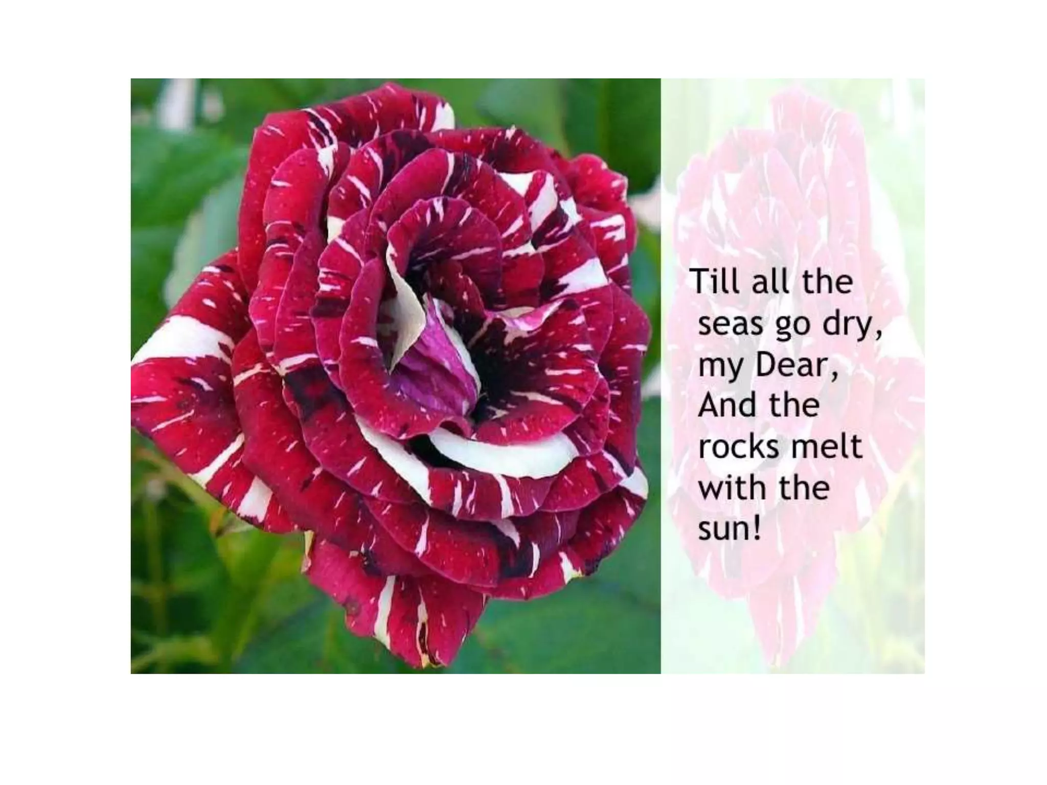 Red red rose poem by Robert Burns (New) | PPTX