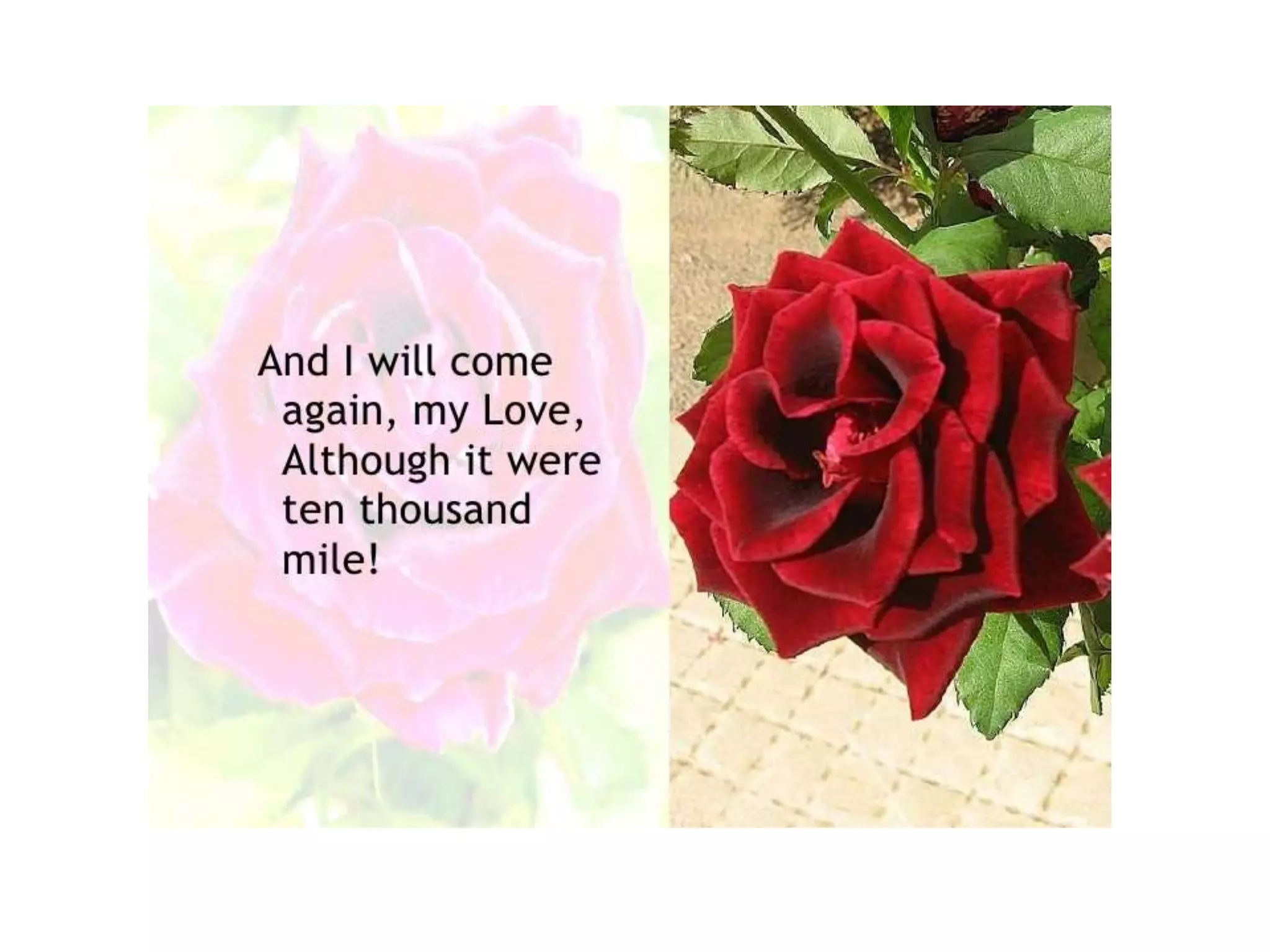 Red red rose poem by Robert Burns (New) | PPTX