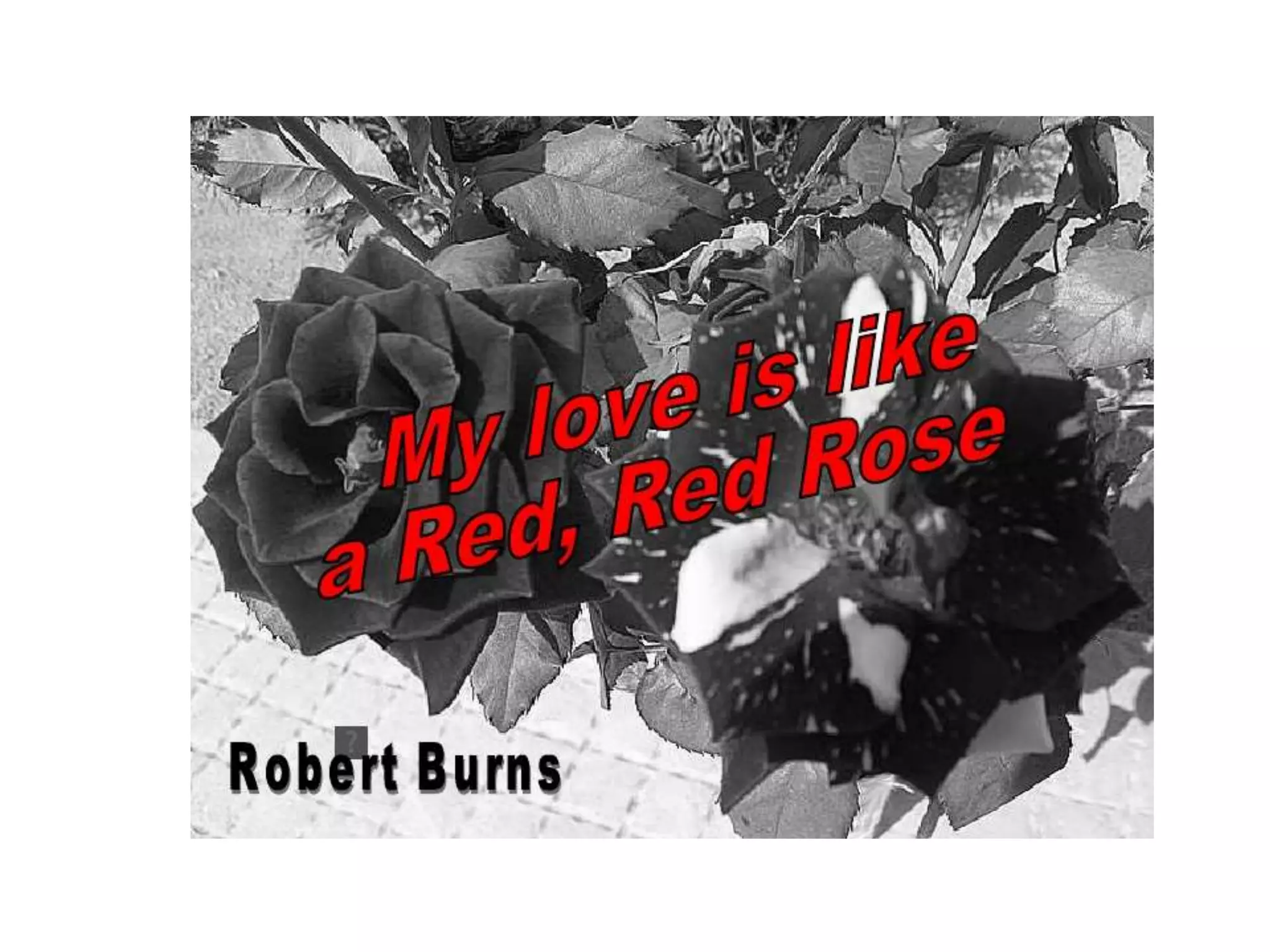 Red red rose poem by Robert Burns (New) | PPT