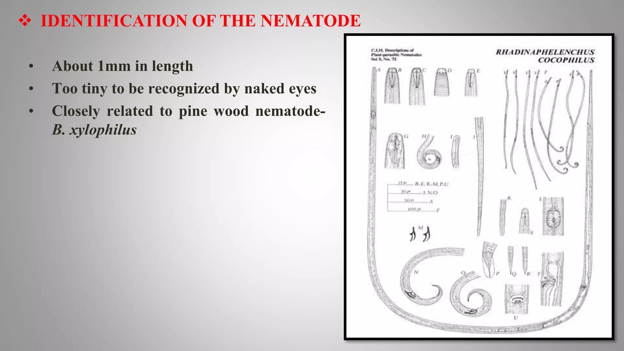 RED RING NEMATODE PRESENTATION.pptx