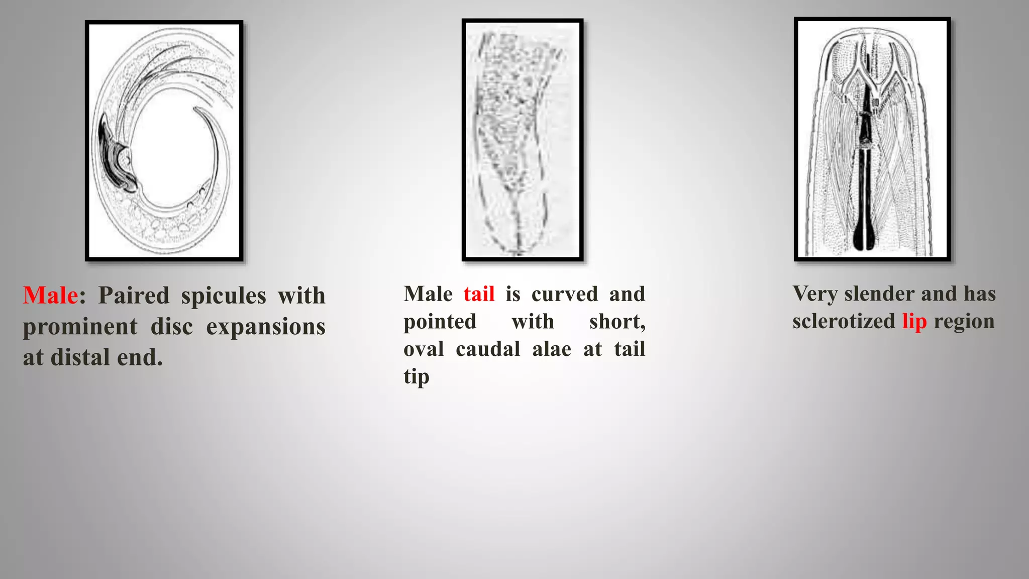 RED RING NEMATODE PRESENTATION.pptx