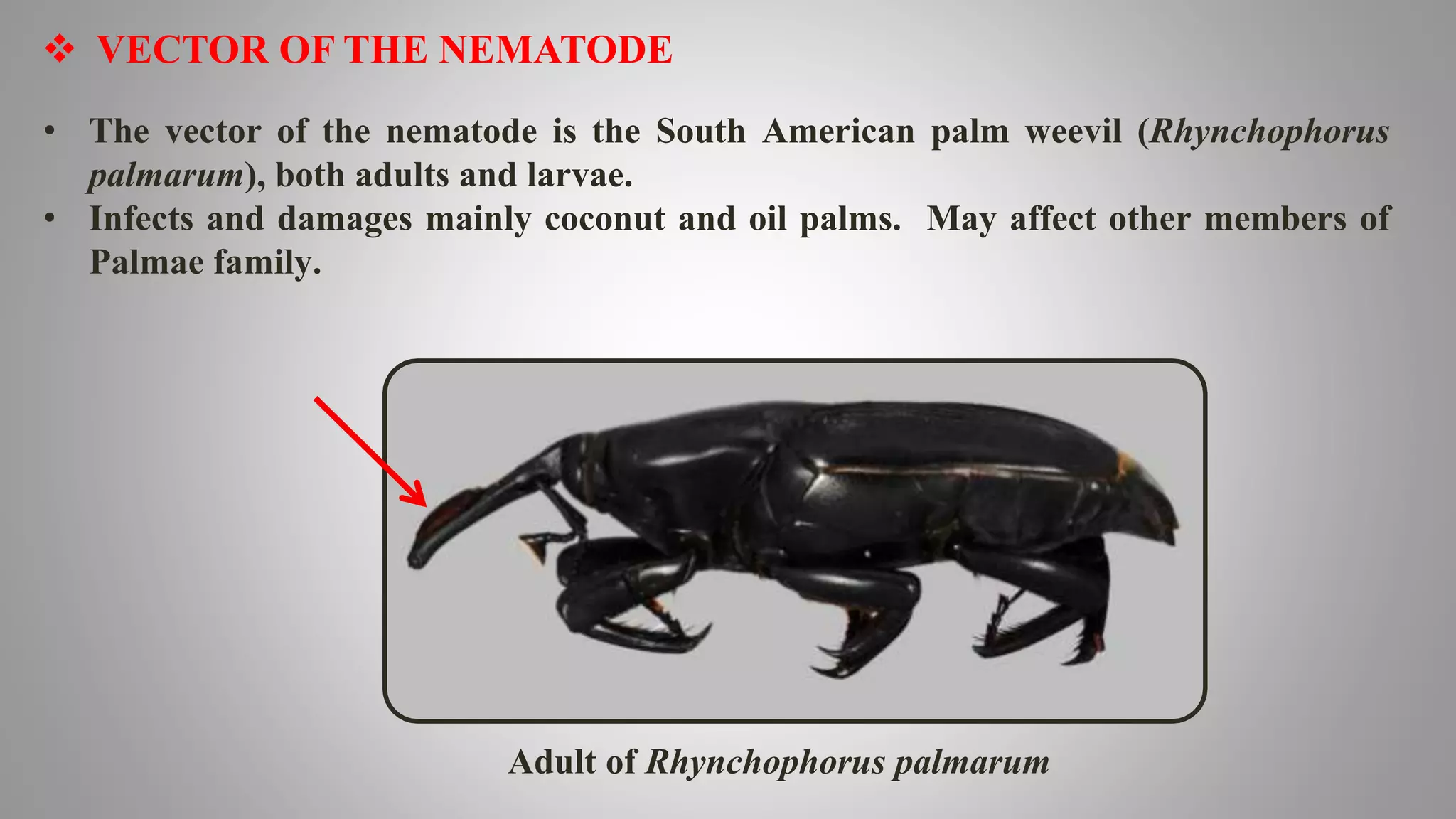 RED RING NEMATODE PRESENTATION.pptx