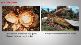 RED RING NEMATODE PRESENTATION.pptx
