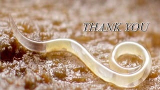 RED RING NEMATODE PRESENTATION.pptx