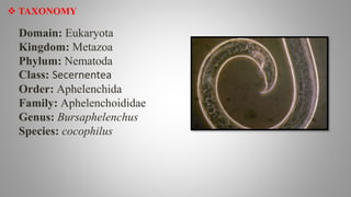 RED RING NEMATODE PRESENTATION.pptx