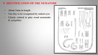 RED RING NEMATODE PRESENTATION.pptx