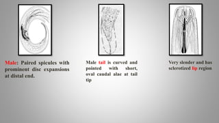 RED RING NEMATODE PRESENTATION.pptx
