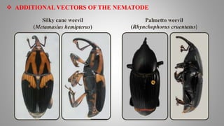 RED RING NEMATODE PRESENTATION.pptx